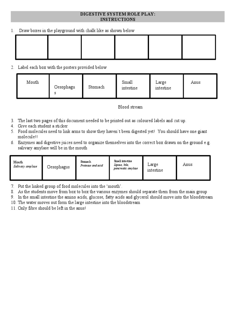 Digestive System Role Play: Instructions: Mouth | PDF