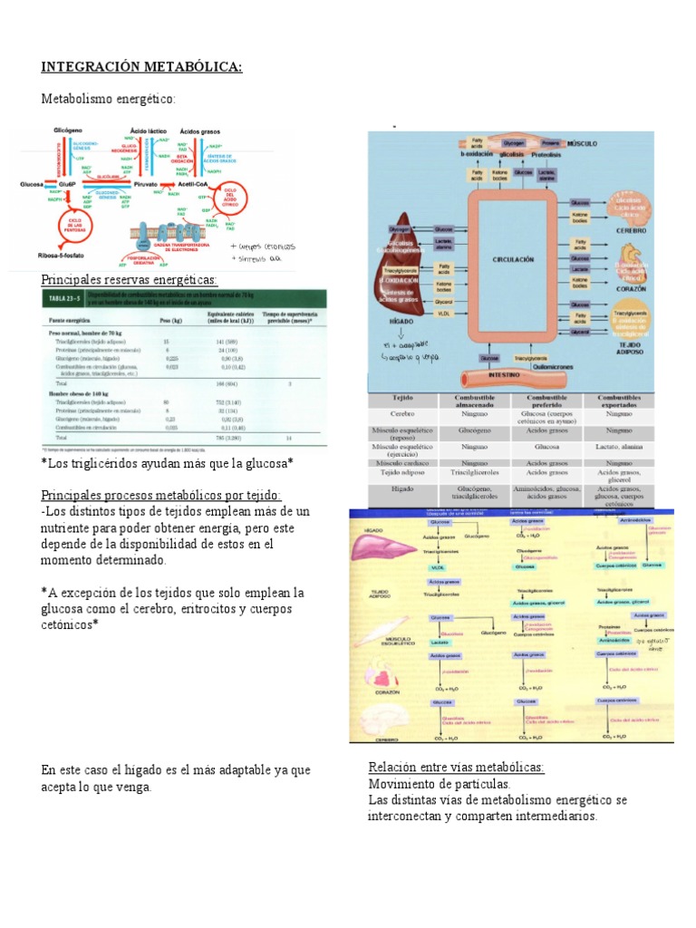 Solemne 3 Bioqca | PDF | Metabolismo | Glucógeno