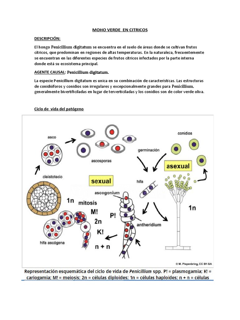 Moho Verde en Cítricos: Penicillium digitatum | PDF | Tecnología
