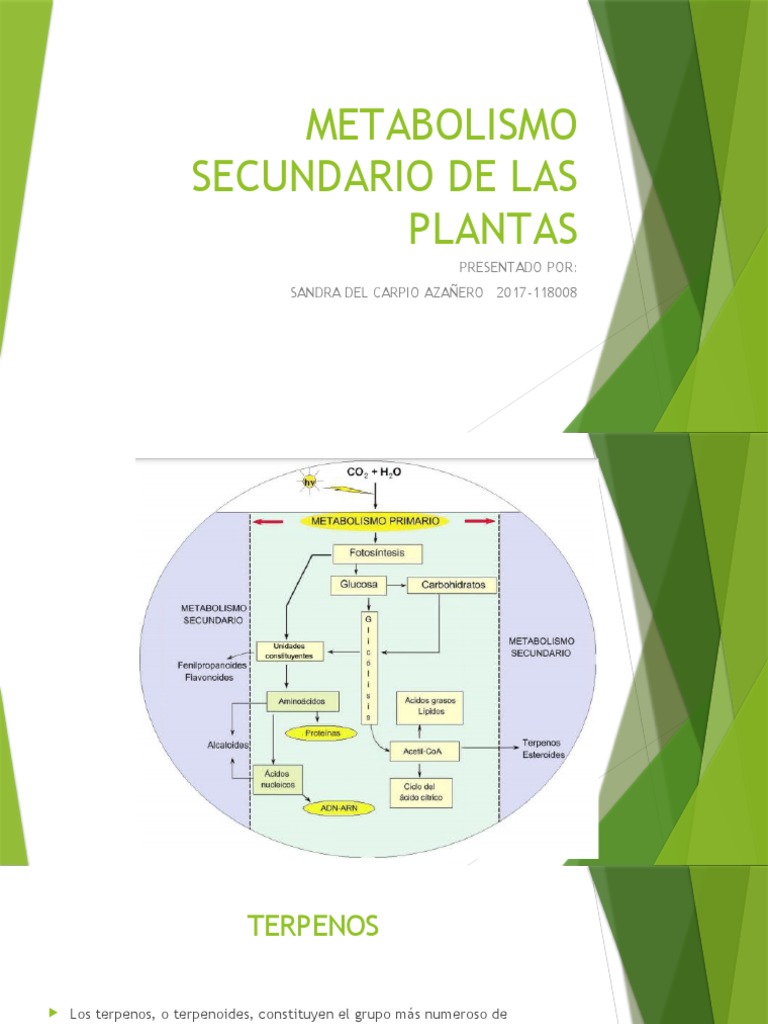 Biosintesis De Terpenos Pdf