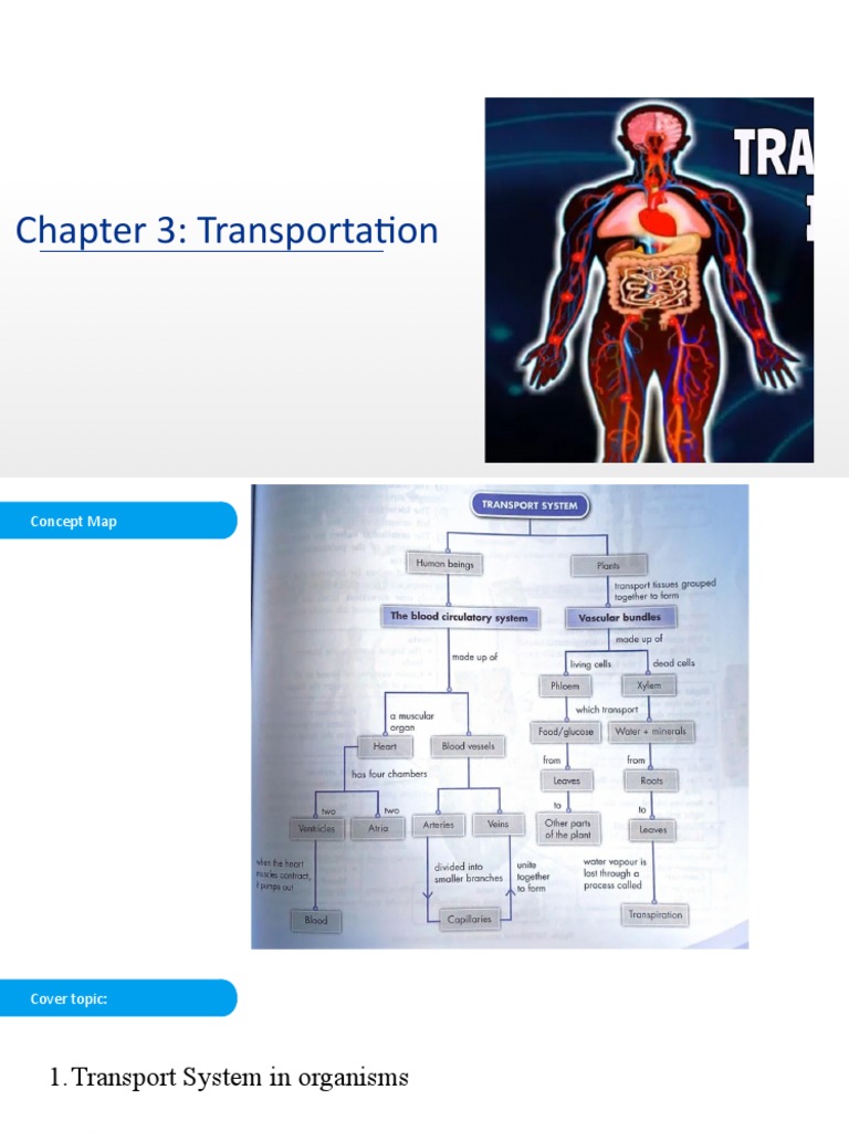 Form 3 Science Chap3-Transportation | PDF | Atrium (Heart) | Heart Valve