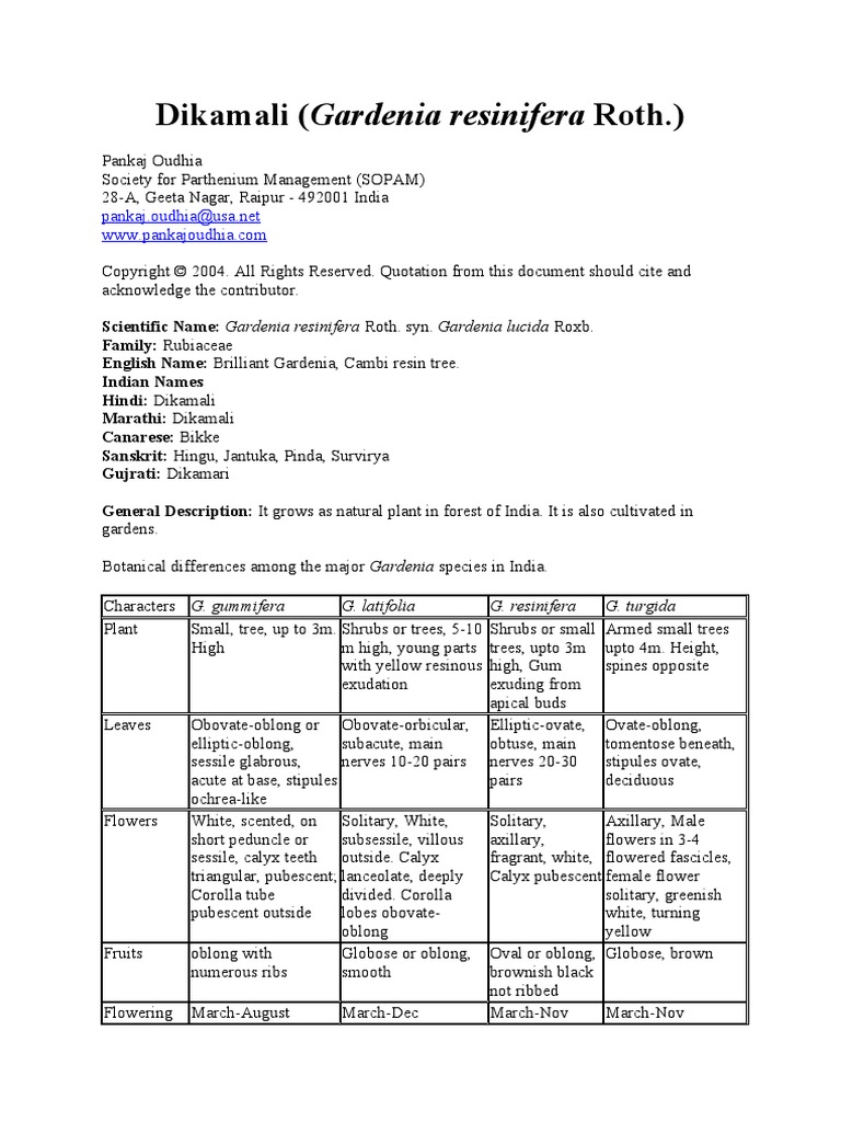 Dikamali (Gardenia Resinifera Roth.) : G. Latifolia G. Resinifera G ...