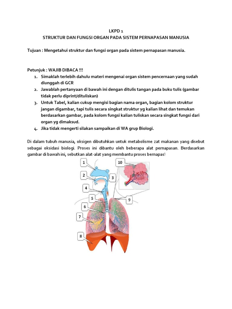 LKPD 1 Struktur Organ Ok | PDF