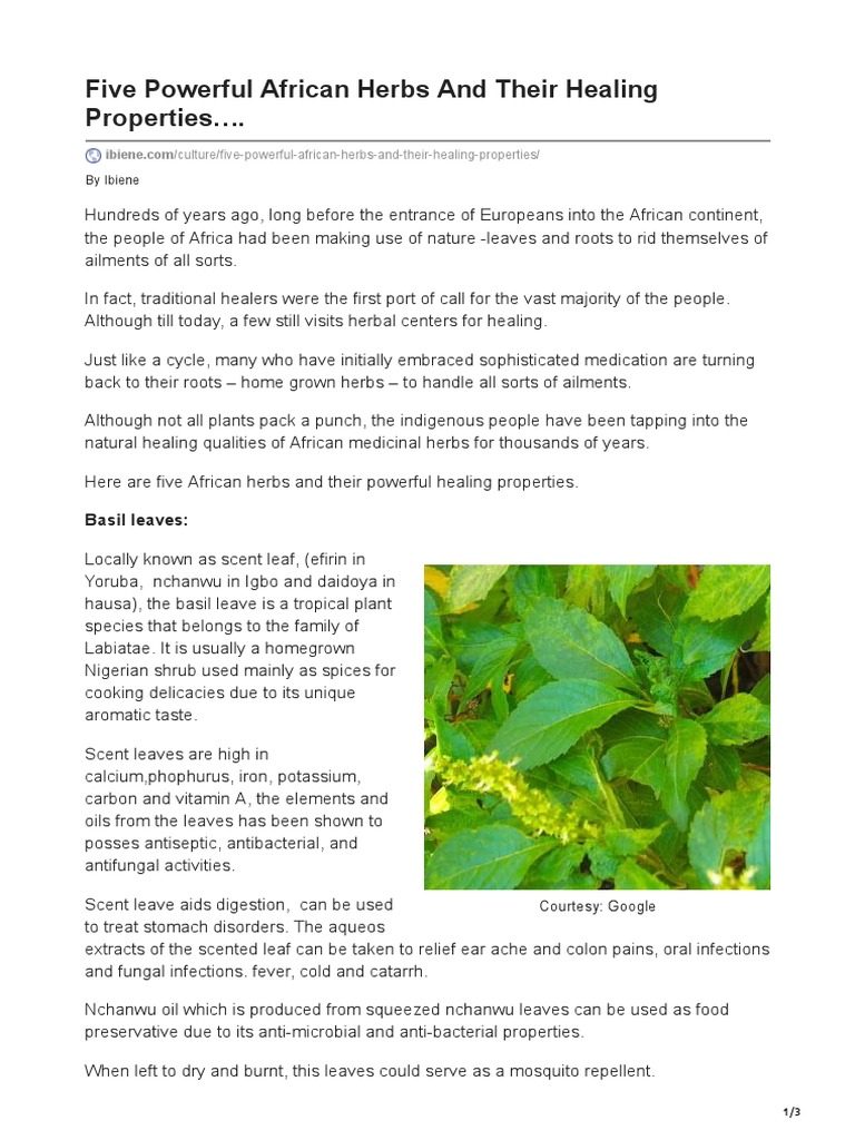 Five Powerful African Herbs and Their Healing Properties | PDF ...