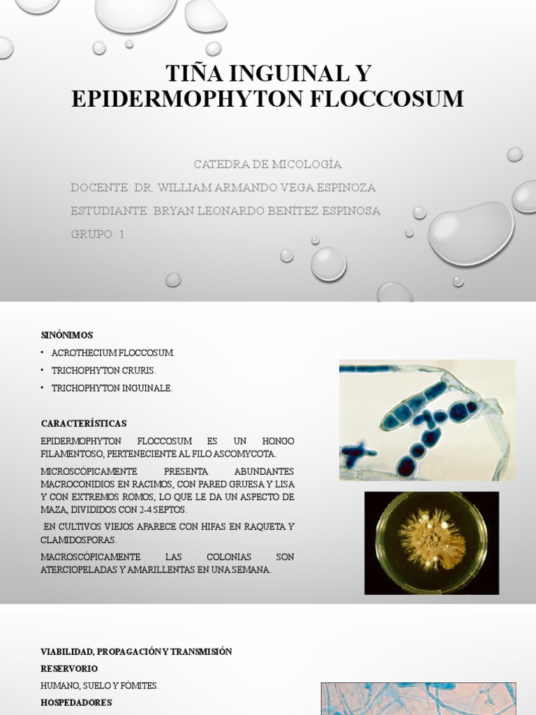 TIÑA INGUINAL Y EPIDERMOPHYTON FLOCCOSUM | PDF | Enfermedades animales ...