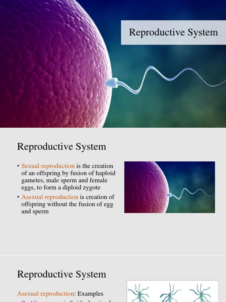 Biology 2 Lecture 10 - Reproductive System | PDF | Menstrual Cycle ...