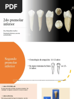 Canino Temporal Superior | PDF | Anatomia dental | Diente