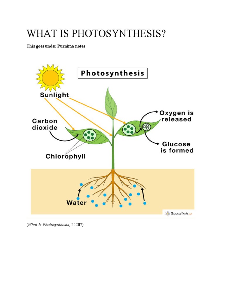 Photosynthesis: Process and Reactions | PDF | Leaf | Chloroplast