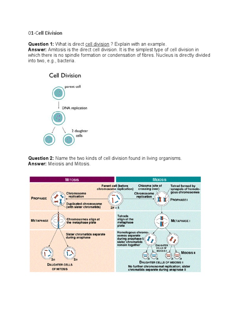 01-Cell Division | PDF | Meiosis | Mitosis