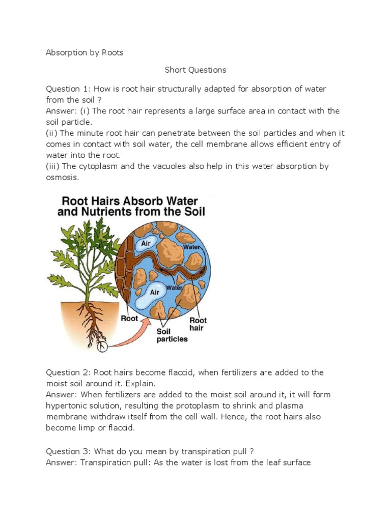 03-Absorption by Roots | PDF | Osmosis | Chemistry