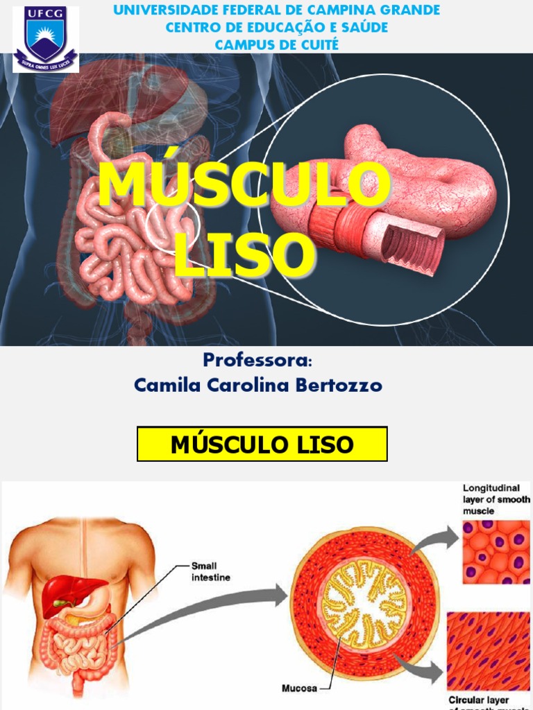 Slide Musculo Liso | PDF | Músculo esquelético | Anatomia