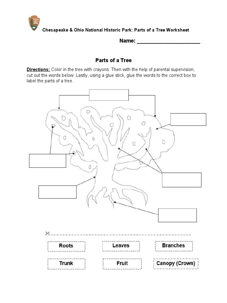 Chesapeake & Ohio National Historic Park: Parts of A Tree Worksheet | PDF