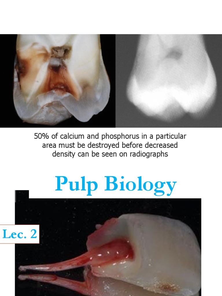 Pulp Biology | PDF | Dental Anatomy | Dentin