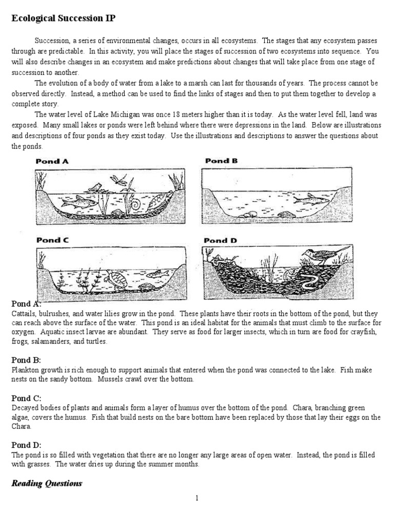 Ecological Succession Worksheet | PDF | Pond | Lake