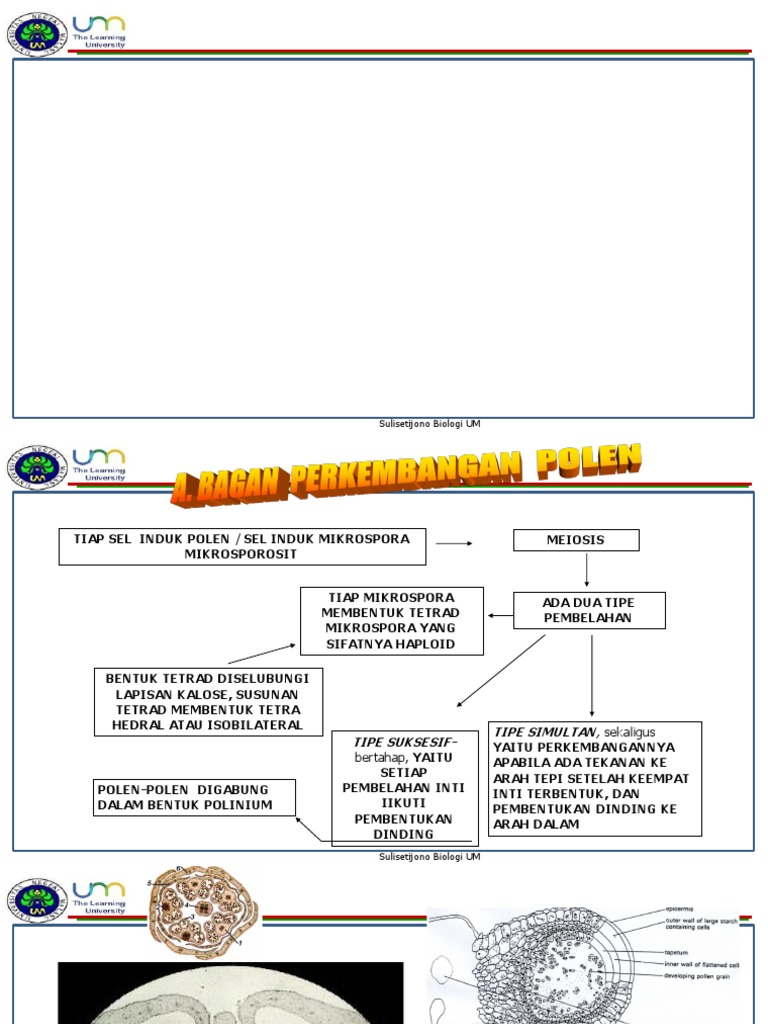 Perkembangan Polen | PDF