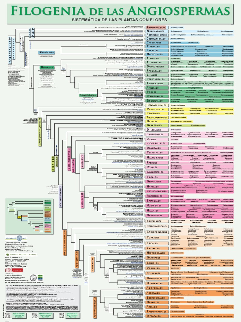 Clasificación de Angiospermas APG IV | PDF | Plantas