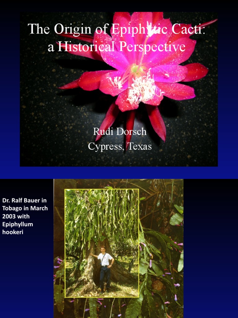 The Origin of Epiphytic Cacti | PDF | Plant Morphology | Flora
