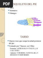 Anatomía del Tarso: Huesos y Descripción | PDF | Pie | Anatomía humana