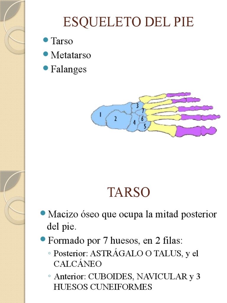 Mmi Huesos Del Pie | PDF | Pie | Sistema musculoesquelético