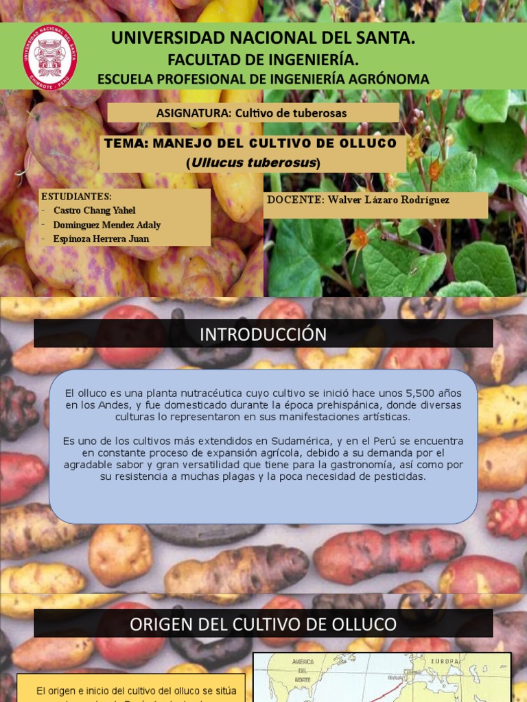 Manejo Del Cultivo de Olluco-Listo | PDF | Plantas | Agricultura