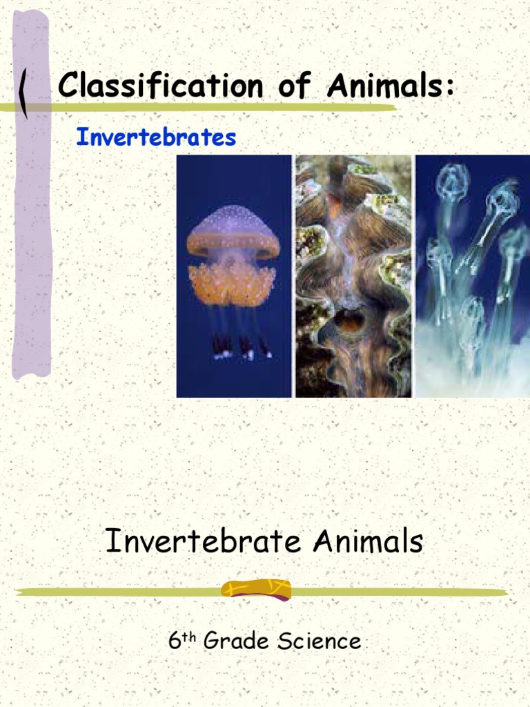 Classification of Animals | PDF | Mollusca | Sponge