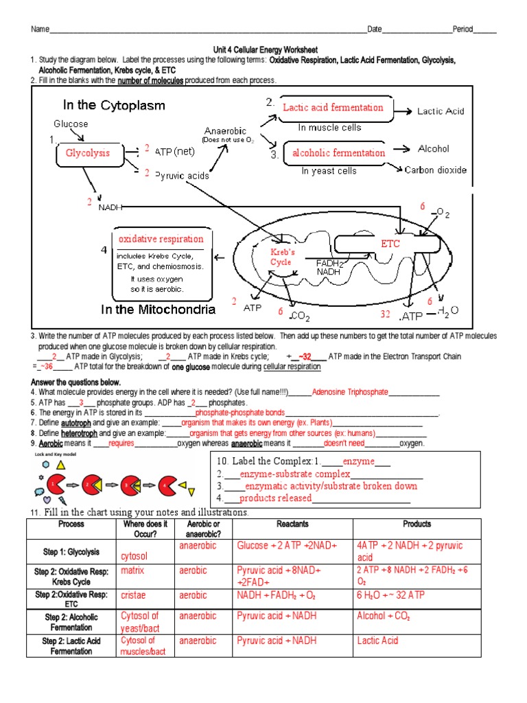 Cellular Energy and Respiration Worksheet | PDF | Cellular Respiration ...