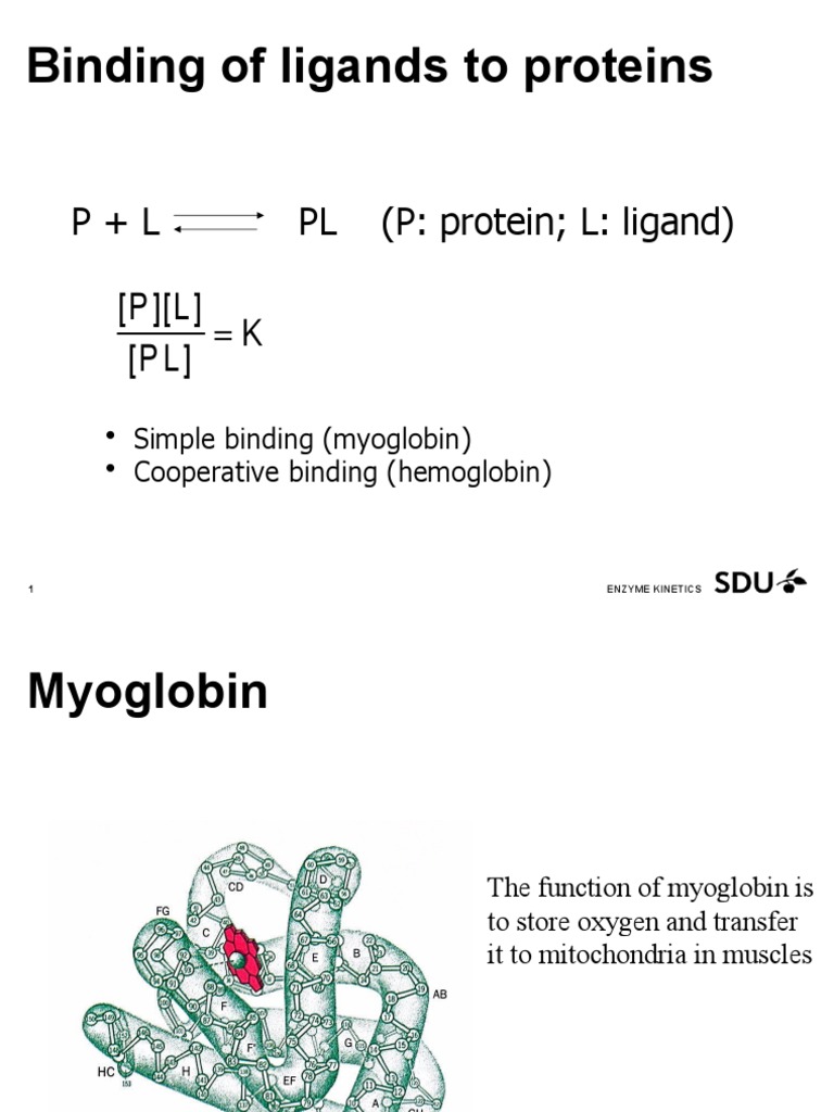 Binding of Ligands To Proteins: P + L PL (P: Protein L: Ligand) | PDF ...