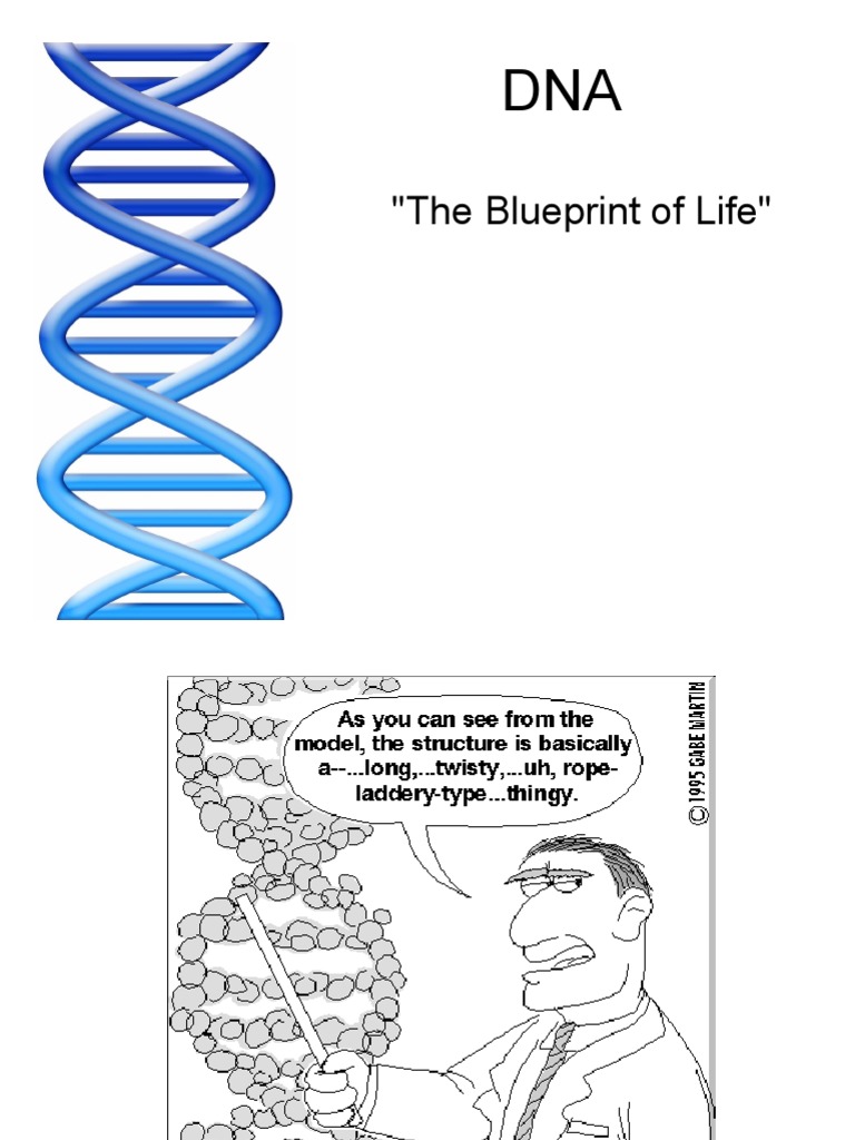 The Blueprint of Life | PDF | Dna | Base Pair