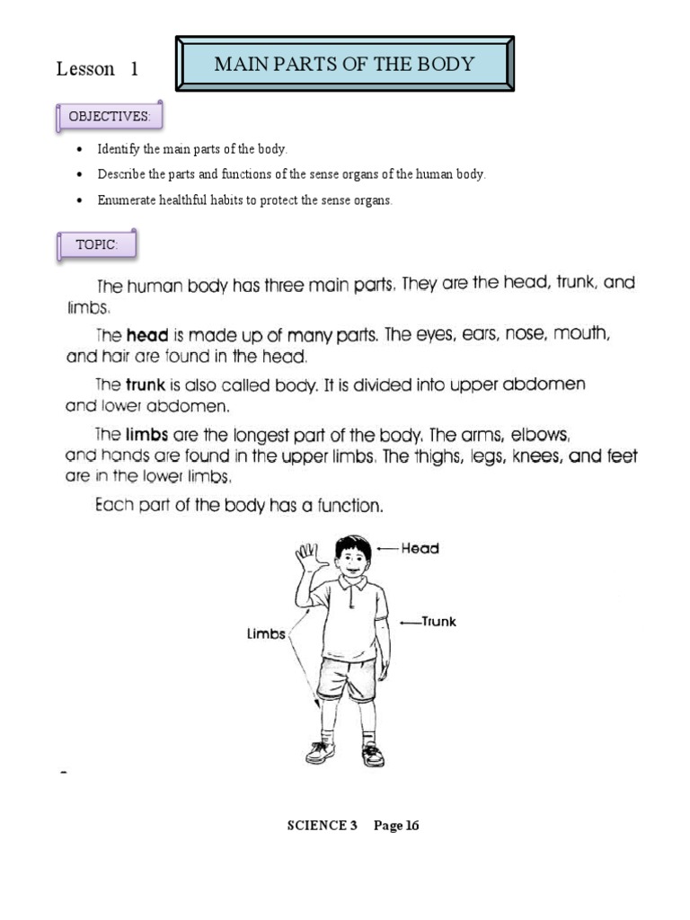 Lesson 1 CHAPTER 2 Science Module Parts of Body | PDF | Thorax | Pancreas