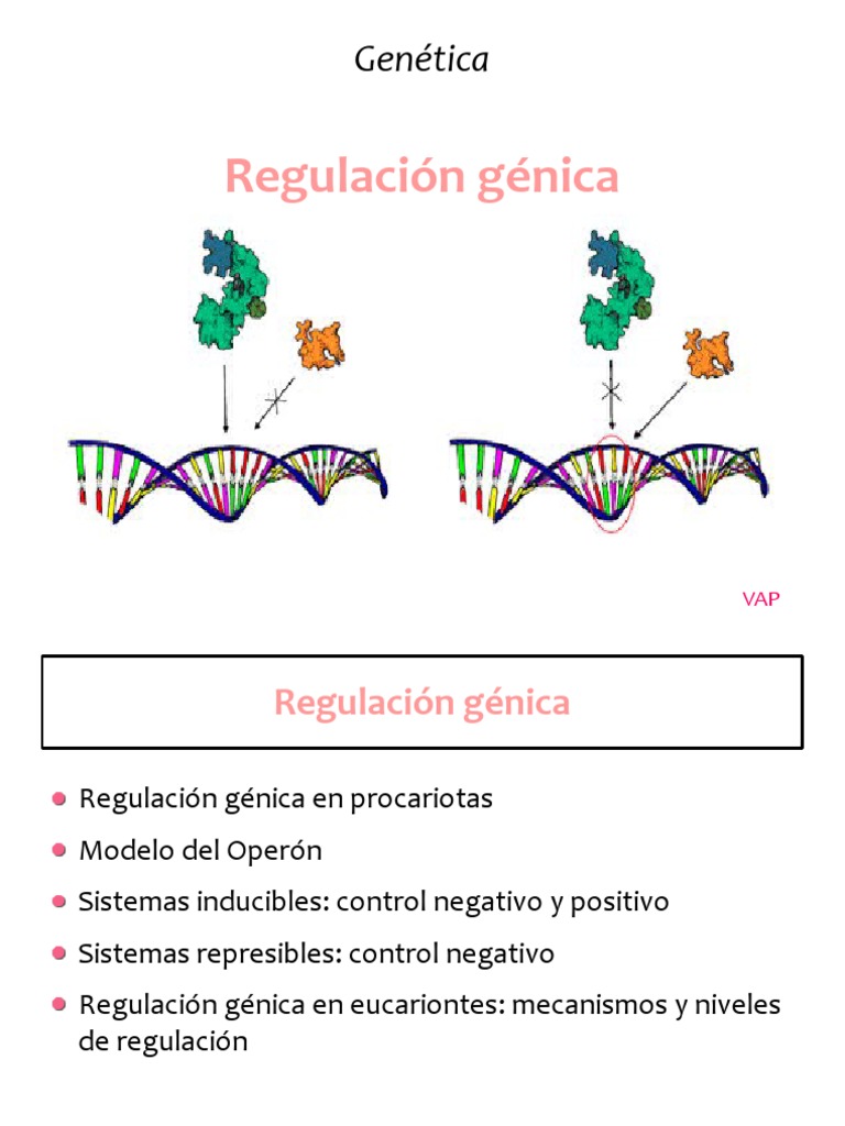 8 Regulacion Genica | PDF | Operón | Regulación de la expresión génica