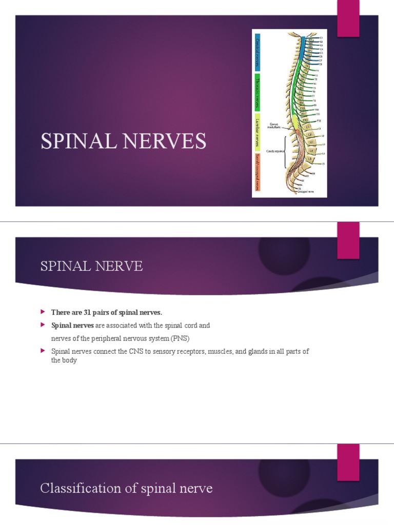 Spinal Nerves: Classification and Functions in 31 Pairs | PDF ...
