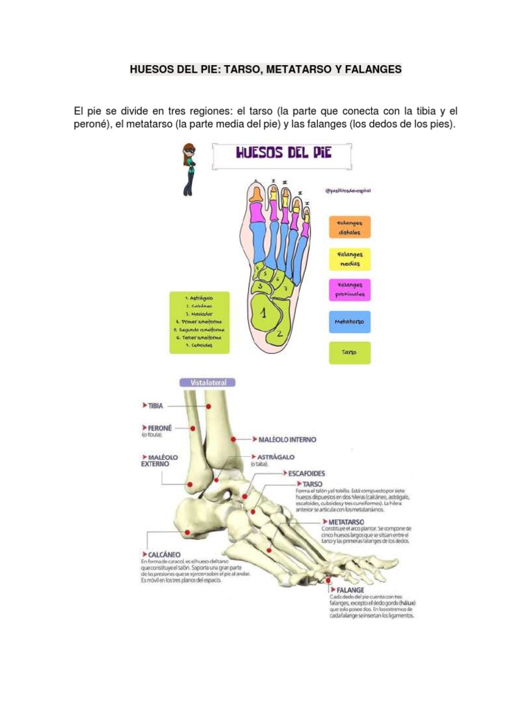 Huesos Del Pie | PDF