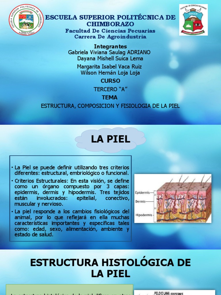 Estructura de La Piel | PDF | Piel | Anatomía