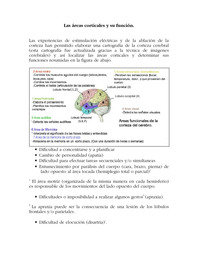 Areas Corticales | PDF | Corteza cerebral | Lóbulo frontal