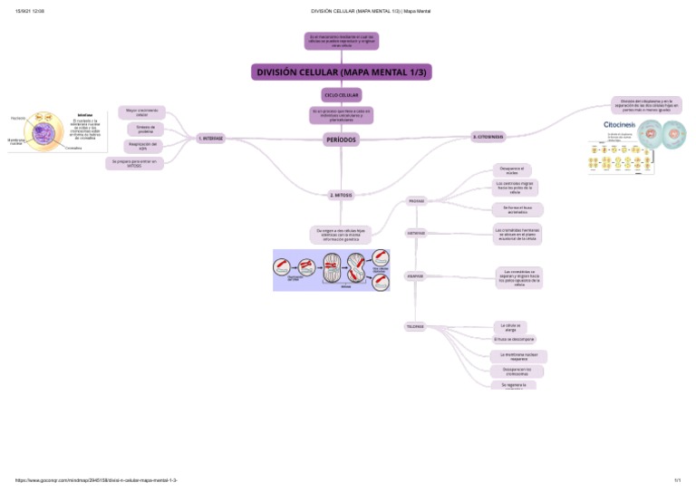 Mapa Mental de División Celular | PDF | Tecnología