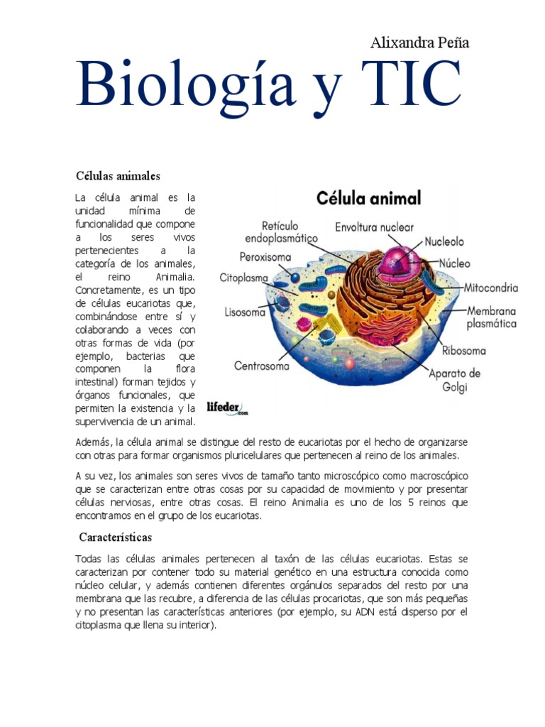 Células Animales Biologis | PDF | Biología Celular) | Mitocondria