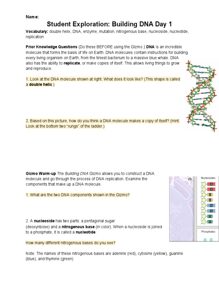 Student Exploration: Building DNA Day 1: Name | PDF