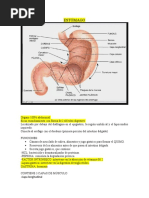 Intestino Primitivo | PDF | Sistema digestivo humano | Anatomía