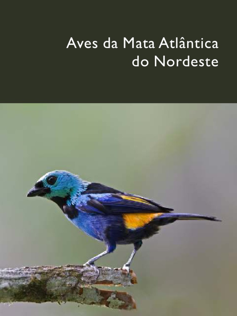 Guia Aves Da Mata Atlantica Do Nordeste Pdf Conservação ética