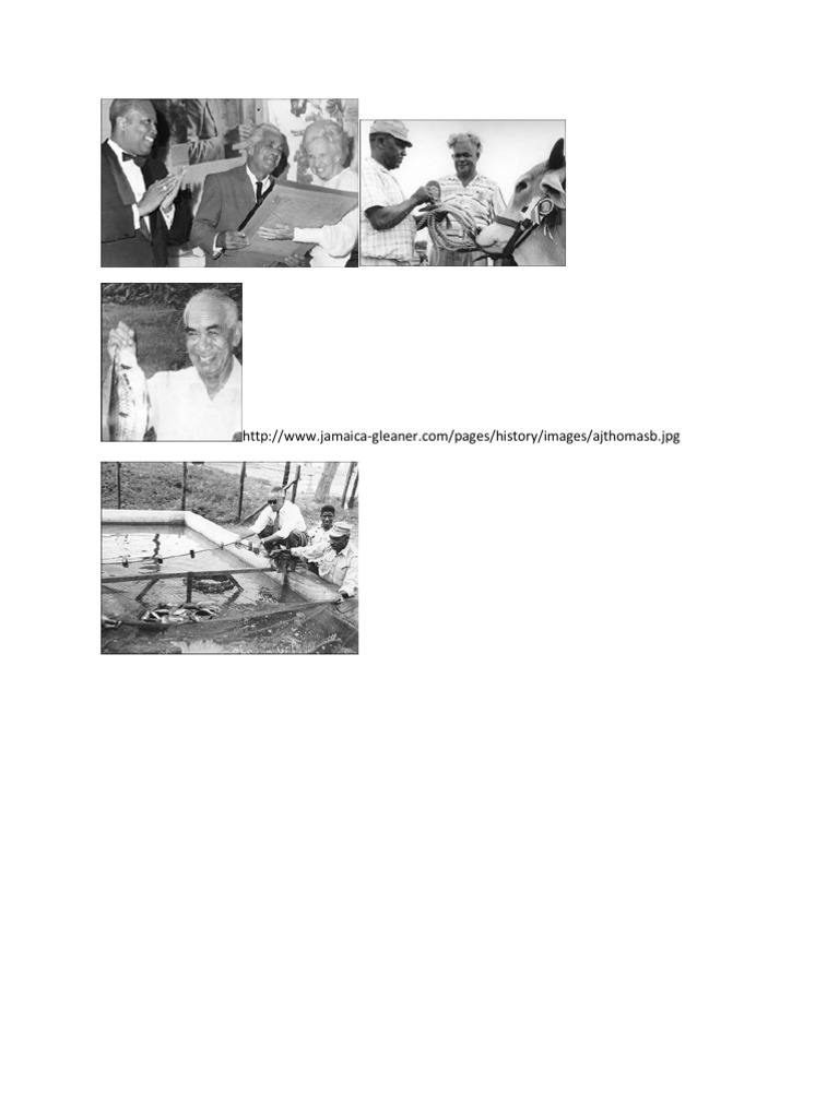 Thomas P Lecky | PDF | Dairy Cattle | Cattle