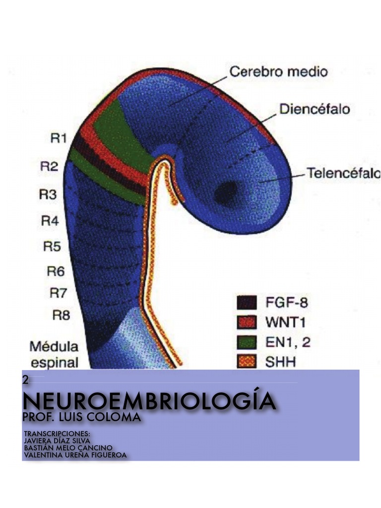 Embriologia NEURO Apuntes | PDF | Cerebelo | Fluido cerebroespinal