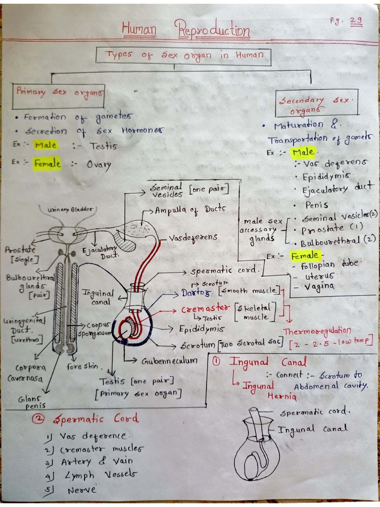 Human Reproduction Handwritten Notes | PDF