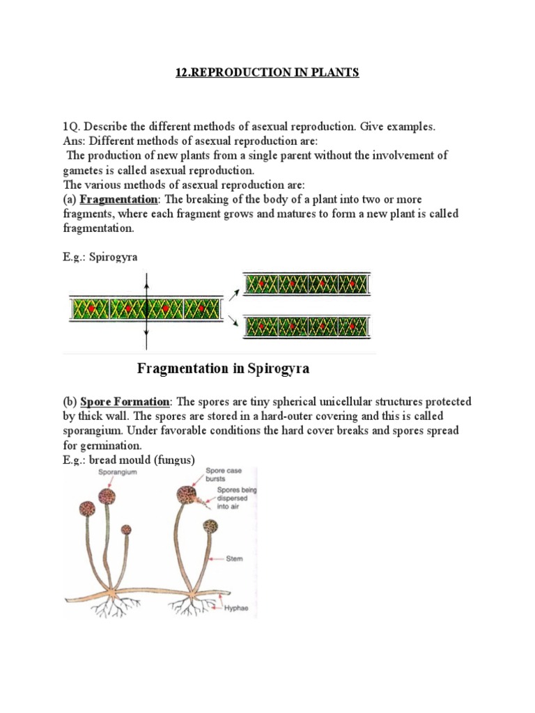 Asexual Reproduction In Plants Fragmentation