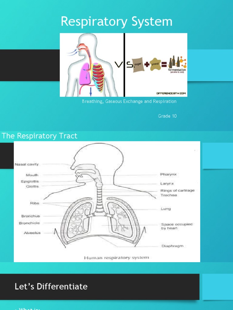 Respiration PPT Updated | PDF | Respiratory System | Lung