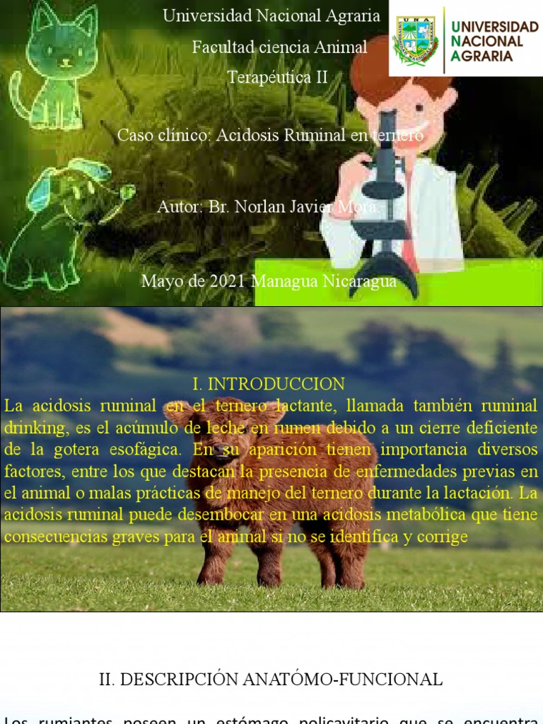 Caso Clinico Acidosis Ruminal | PDF | Vacas | Leche