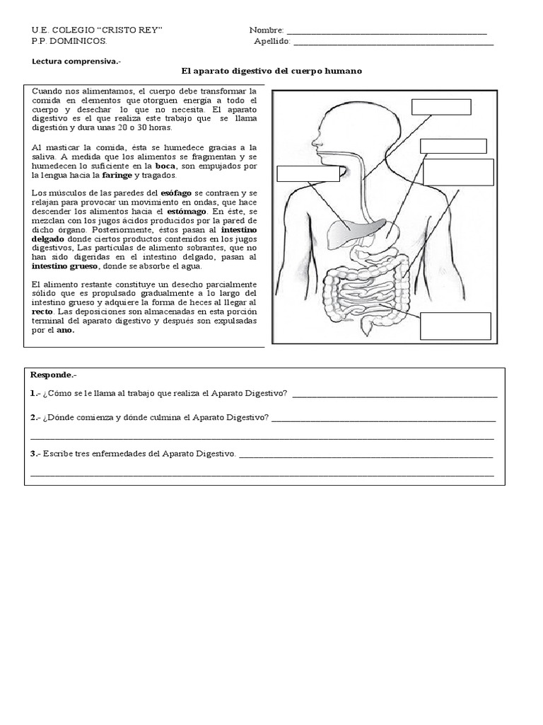 Actividades Del Aparato Digestivo | PDF | Sistema digestivo humano ...