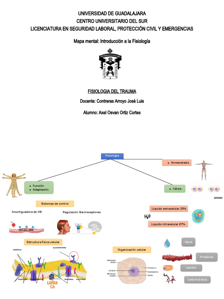 Mapa Mental - Introduccion A La Fisiologia | PDF | Fisiología ...