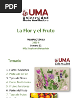 Fruto y Semilla | PDF | Plantas de jardín | Fruta