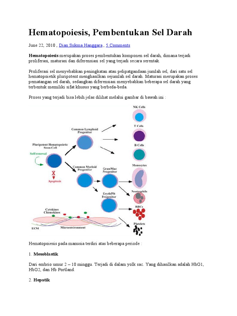 Sel Darah Merah | PDF
