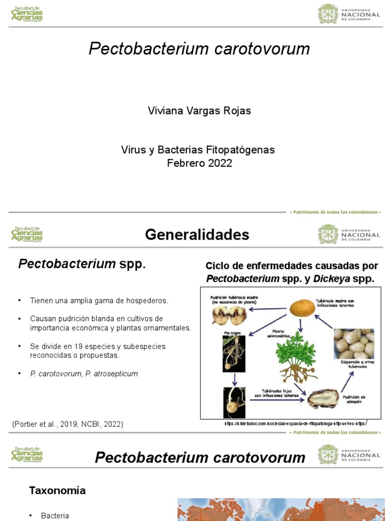 Pectobacterium Carotovorum Final | PDF | Patata | Las bacterias